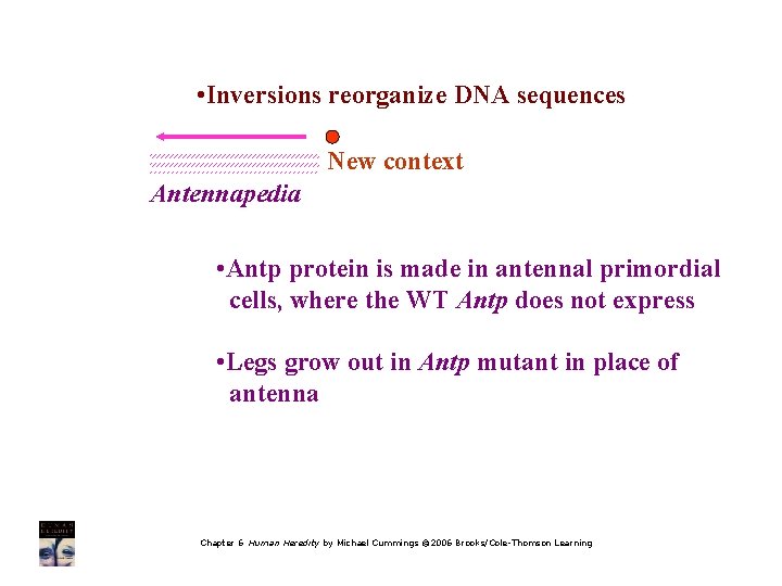 Structural Abnormalities Deletions Translocations Inversions ...