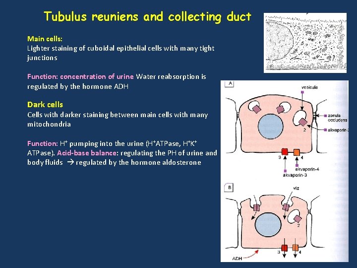 Histology of the kidney Dra Dvid Assistant lecturer
