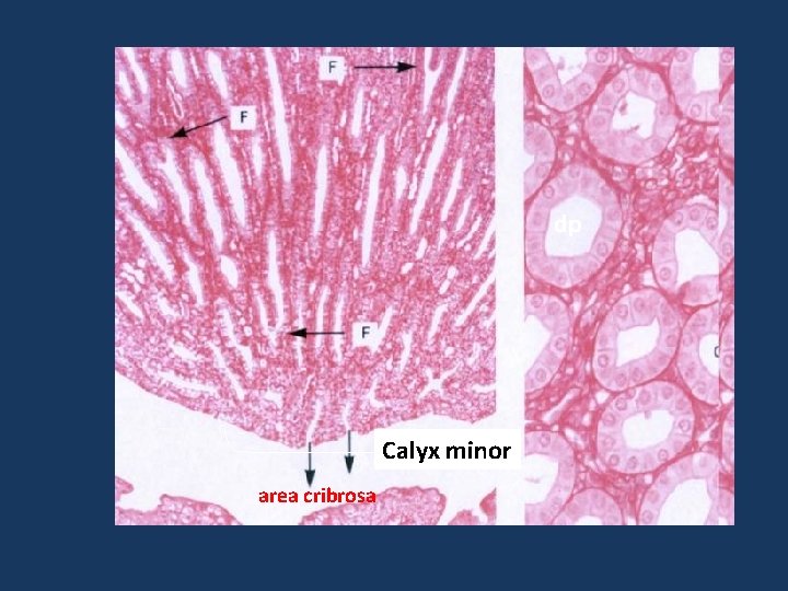 Histology of the kidney Dra Dvid Assistant lecturer