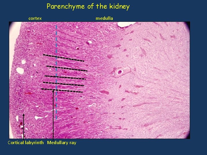 Histology of the kidney Dra Dvid Assistant lecturer