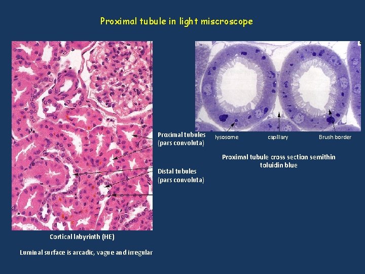 Histology of the kidney Dra Dvid Assistant lecturer