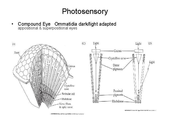 Sensation Control Sensation Response without Nerves Cnidaria Cnidocyte