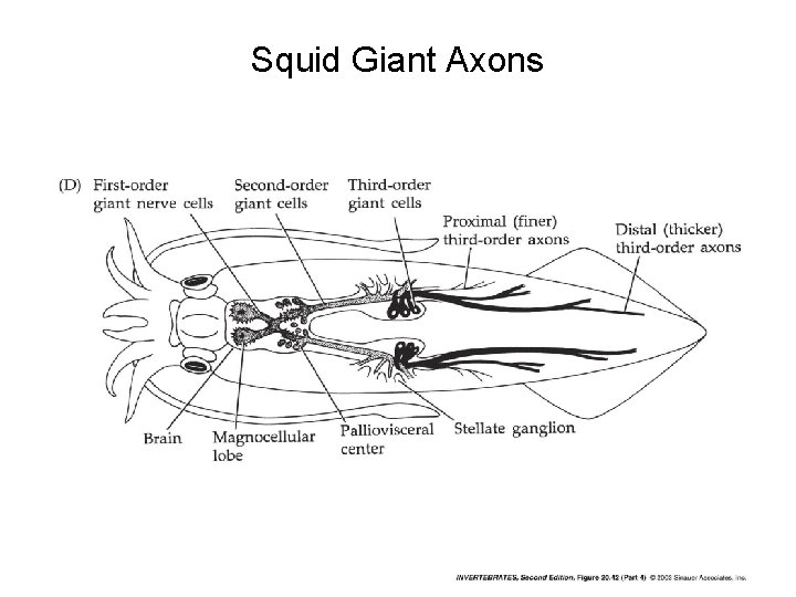 Sensation Control Sensation Response without Nerves Cnidaria Cnidocyte