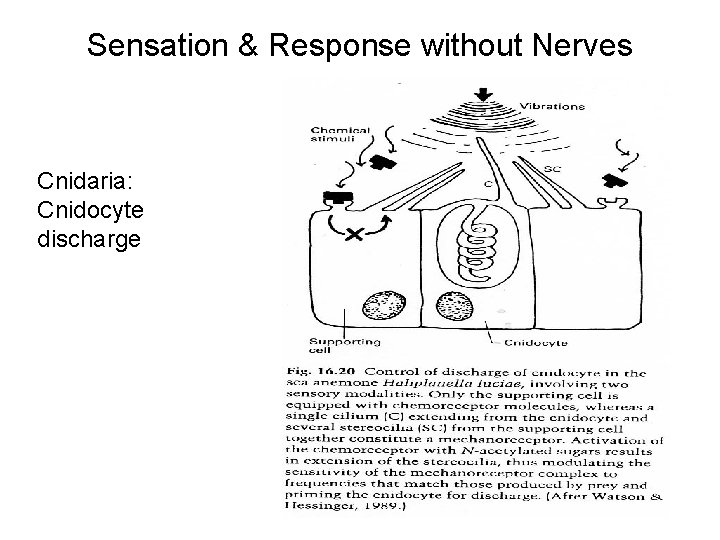 Sensation Control Sensation Response without Nerves Cnidaria Cnidocyte