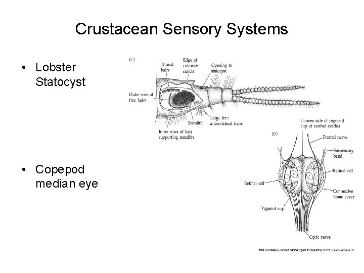 Sensation Control Sensation Response without Nerves Cnidaria Cnidocyte