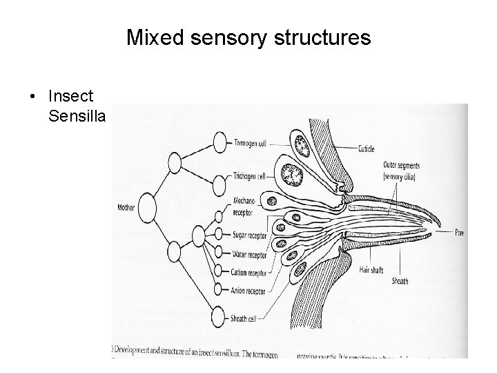 Sensation Control Sensation Response without Nerves Cnidaria Cnidocyte