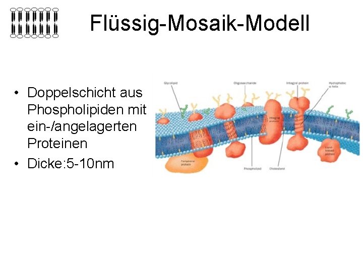 Membranphysik Membran Vesikelformen Seminar Physik in der Biologie