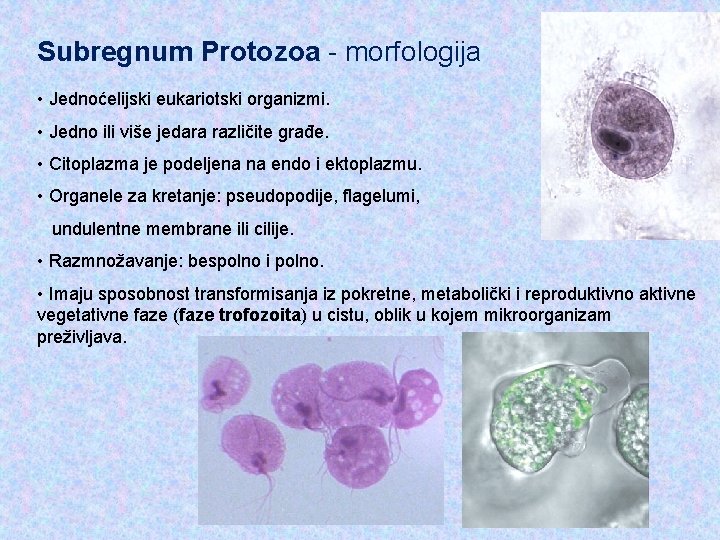 Parazitologija PROTOZOOLOGIJA Subregnum Protozoa morfologija ...