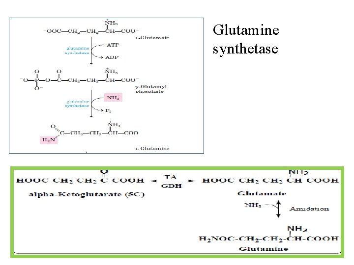 The Big Picture of Protein Metabolism Gladys Kaba
