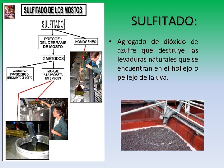 PROCESO PRODUCTIVO DEL VINO INTRODUCCIN Como ya es