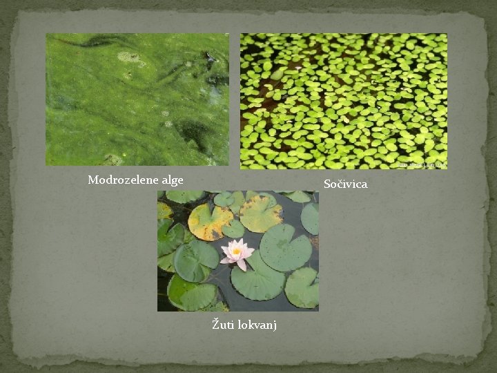 Barski ekosistem Mihajlo Bogdanovi Lazar Vukovi Jovana Drndarevi