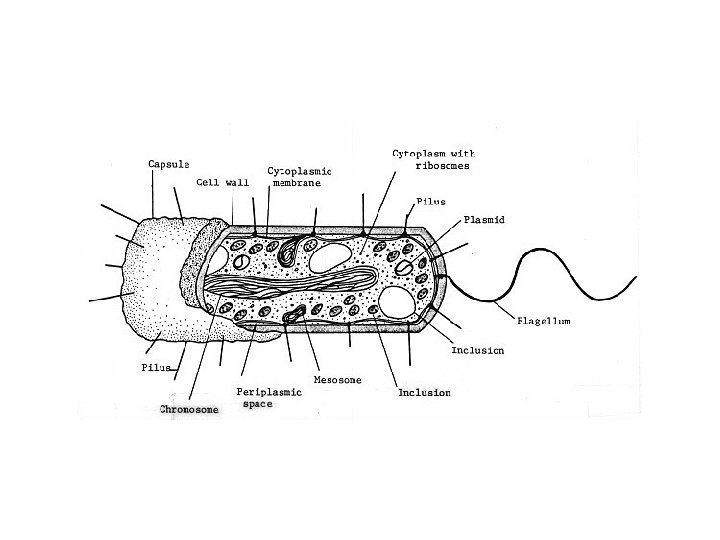 La gnomique nouvel observatoire du monde microbien Jean