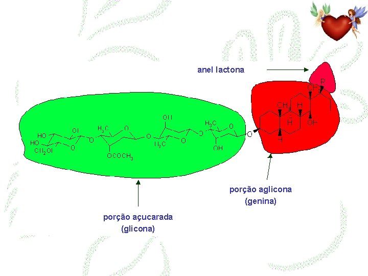 Disciplina de FARMACOGNOSIA I AULA 13 Glicosdeos cardioativos