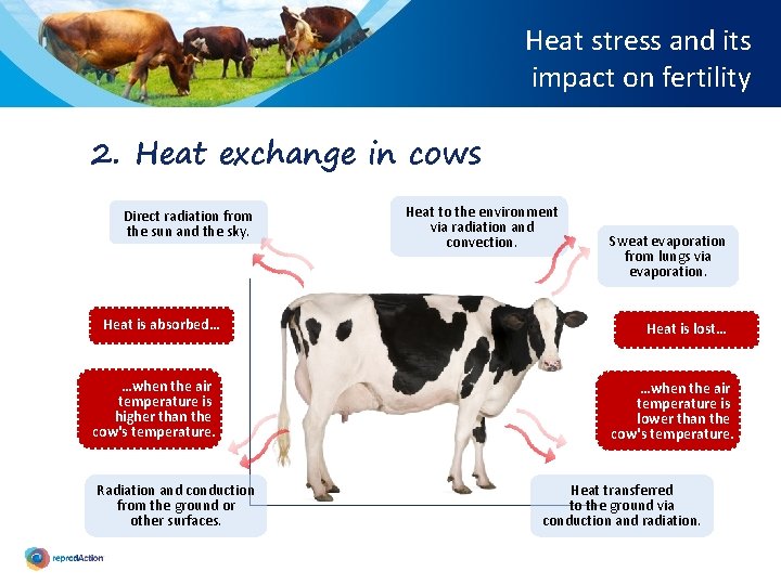 HEAT STRESS AND ITS IMPACT ON FERTILITY Heat