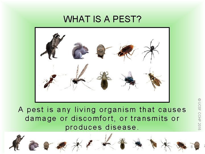 INTEGRATED PEST MANAGEMENT IN FAMILY CHILD CARE HOMES