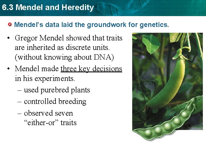 6 3 Mendel and Heredity KEY CONCEPT Mendels