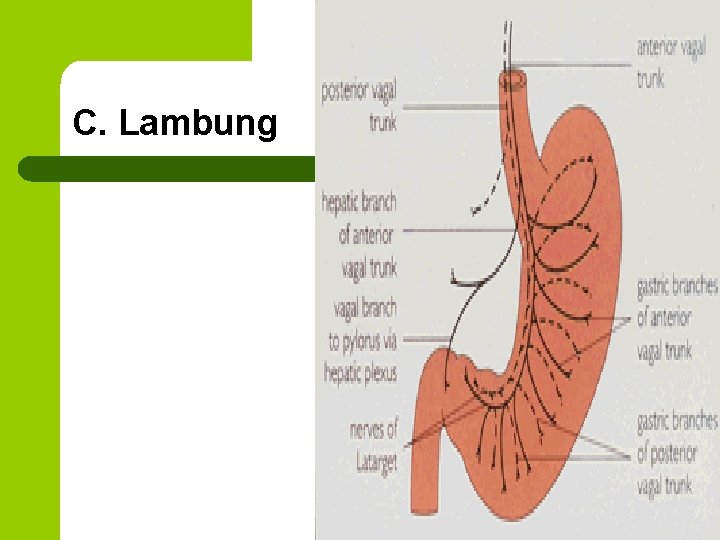 ANATOMI FISIOLOGI SISTEM PENCERNAAN OLEH dr sugeng riyadi