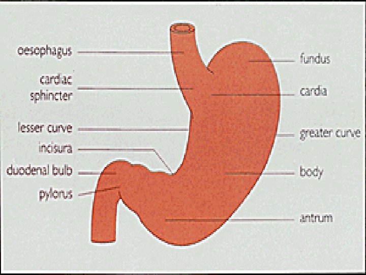 ANATOMI FISIOLOGI SISTEM PENCERNAAN OLEH dr sugeng riyadi