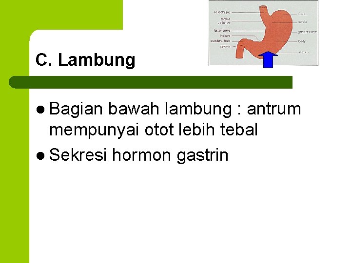 ANATOMI FISIOLOGI SISTEM PENCERNAAN OLEH dr sugeng riyadi