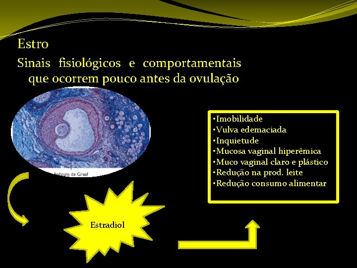 Ciclo Estral Aletheia Souza Doutoranda Arlindo Moura Orientador