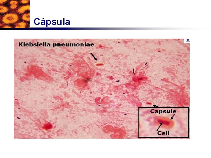 Propriedades Gerais das Bactrias Prof Leonardo Sokolnik de