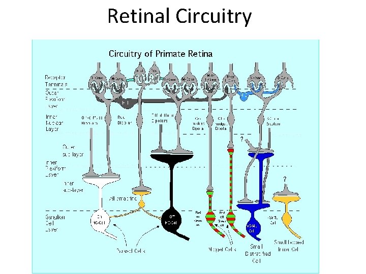 Color Vision Topic 4 Anatomical and Physiological Basis