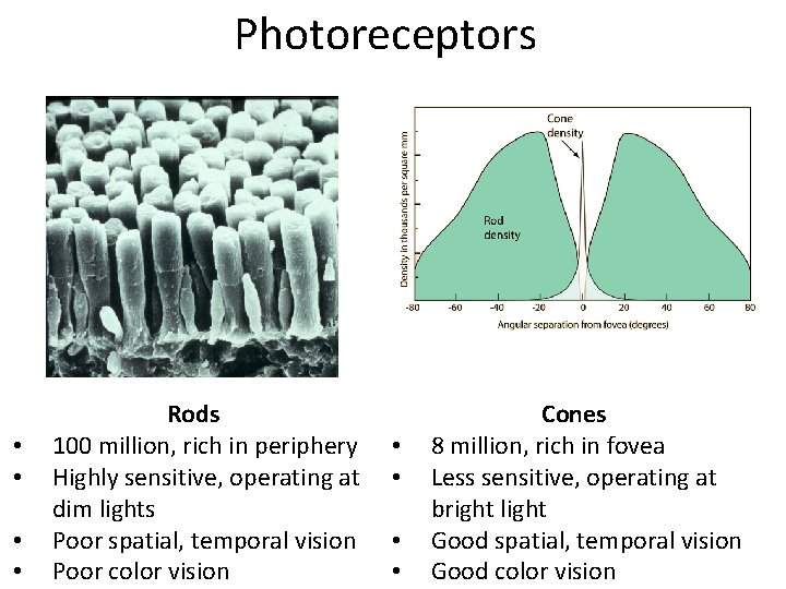 Color Vision Topic 4 Anatomical and Physiological Basis