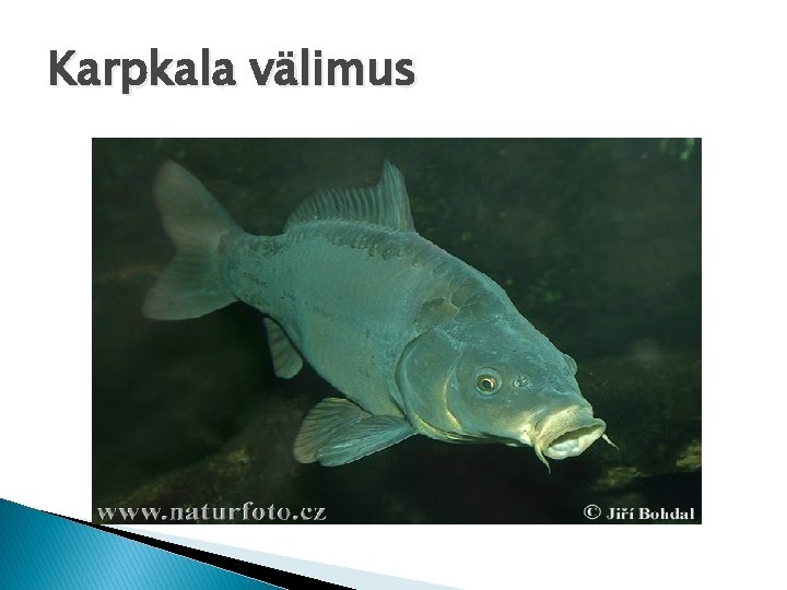 Karpkala kasvatamine Cyprinus carpio Kaidi Kaljula Pritolu Kuuluvus