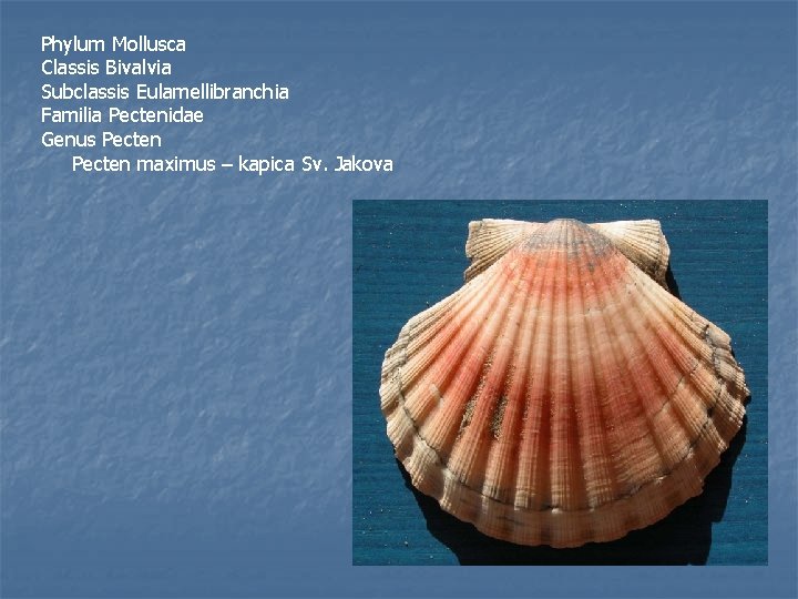 Makroskopski preparati Bivalvia i Gastropoda Phylum Mollusca Classis