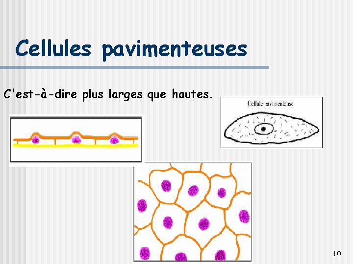 LES EPITHELIUMS DE REVETEMENTS Dr BOUTEBBAF Laboratoire Histologie