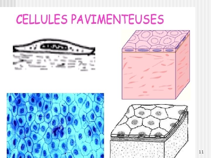 LES EPITHELIUMS DE REVETEMENTS Dr BOUTEBBAF Laboratoire Histologie
