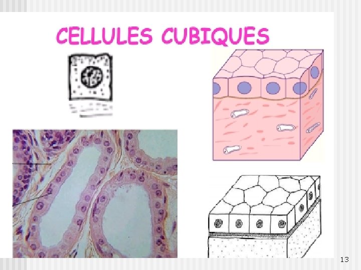 LES EPITHELIUMS DE REVETEMENTS Dr BOUTEBBAF Laboratoire Histologie