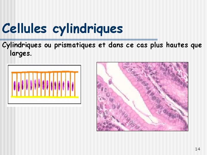 LES EPITHELIUMS DE REVETEMENTS Dr BOUTEBBAF Laboratoire Histologie