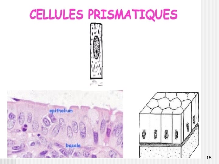 LES EPITHELIUMS DE REVETEMENTS Dr BOUTEBBAF Laboratoire Histologie