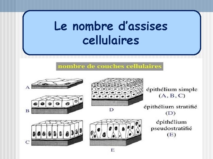 LES EPITHELIUMS DE REVETEMENTS Dr BOUTEBBAF Laboratoire Histologie