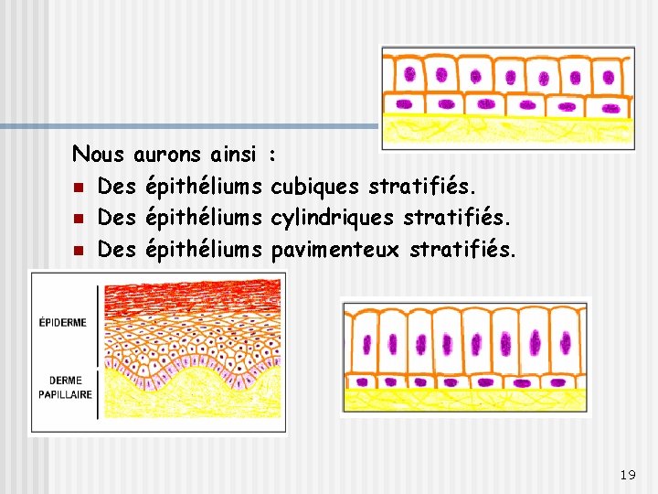 LES EPITHELIUMS DE REVETEMENTS Dr BOUTEBBAF Laboratoire Histologie