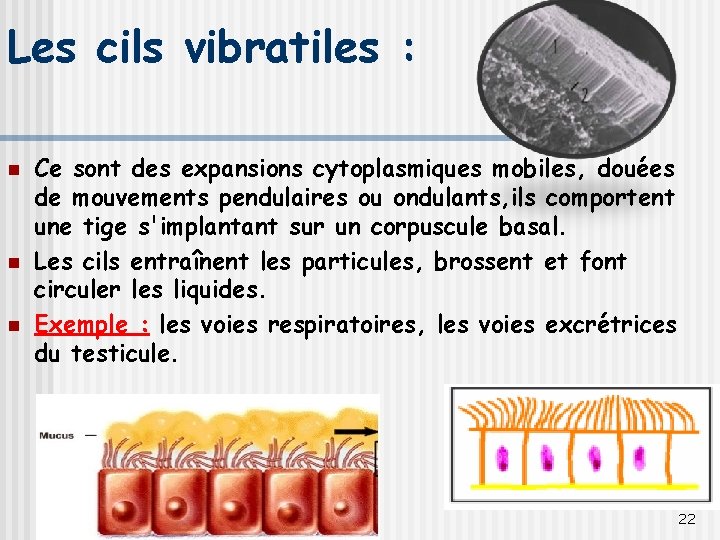 LES EPITHELIUMS DE REVETEMENTS Dr BOUTEBBAF Laboratoire Histologie