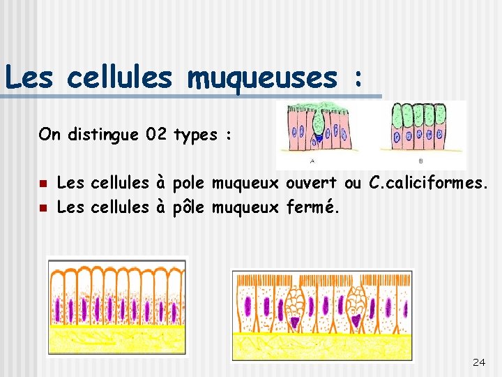LES EPITHELIUMS DE REVETEMENTS Dr BOUTEBBAF Laboratoire Histologie