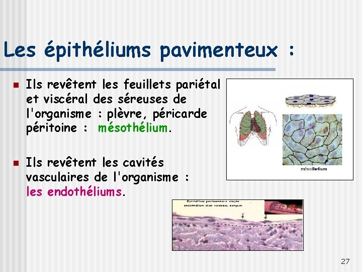 LES EPITHELIUMS DE REVETEMENTS Dr BOUTEBBAF Laboratoire Histologie