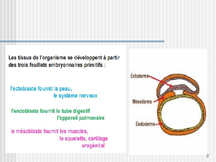 LES EPITHELIUMS DE REVETEMENTS Dr BOUTEBBAF Laboratoire Histologie