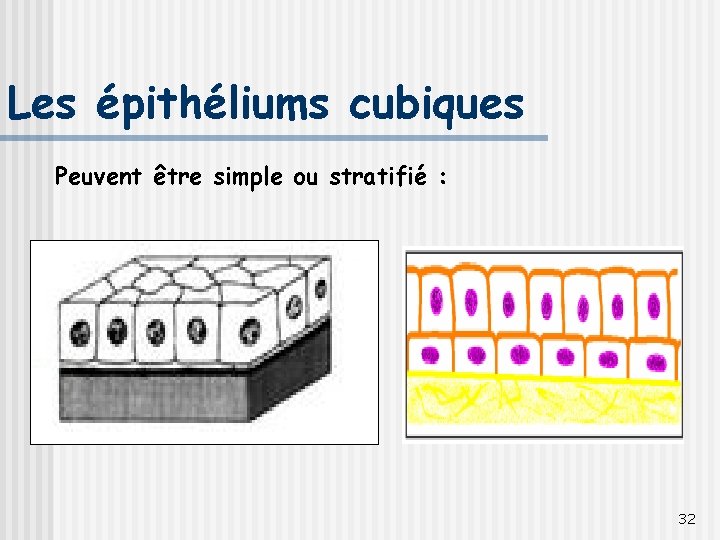 LES EPITHELIUMS DE REVETEMENTS Dr BOUTEBBAF Laboratoire Histologie