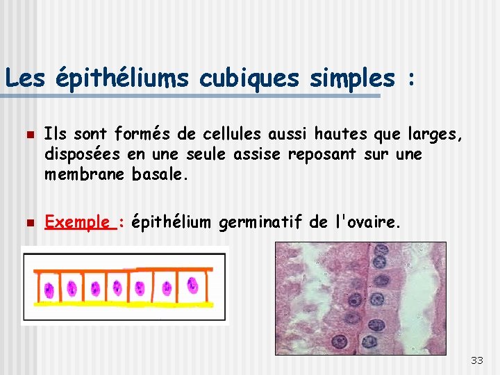 LES EPITHELIUMS DE REVETEMENTS Dr BOUTEBBAF Laboratoire Histologie