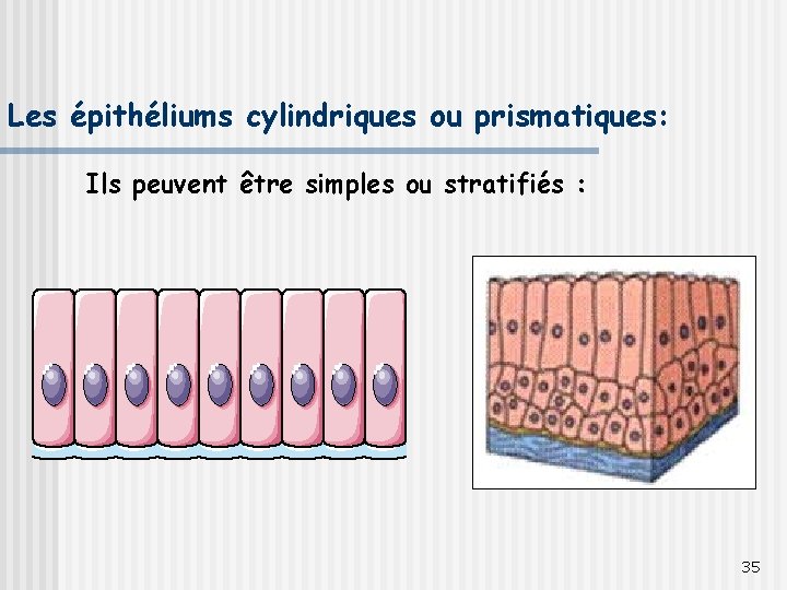 LES EPITHELIUMS DE REVETEMENTS Dr BOUTEBBAF Laboratoire Histologie