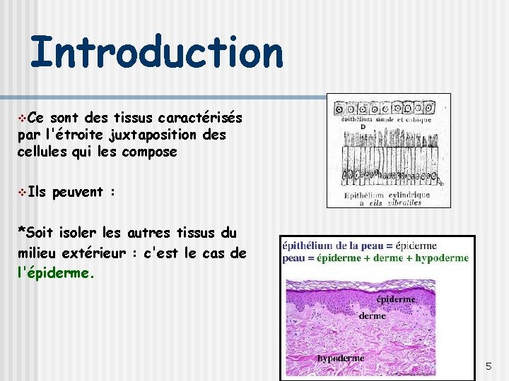 LES EPITHELIUMS DE REVETEMENTS Dr BOUTEBBAF Laboratoire Histologie