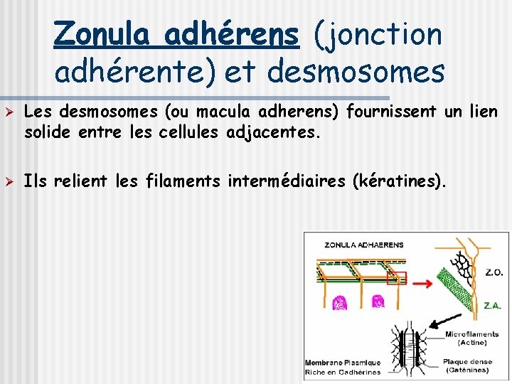 LES EPITHELIUMS DE REVETEMENTS Dr BOUTEBBAF Laboratoire Histologie