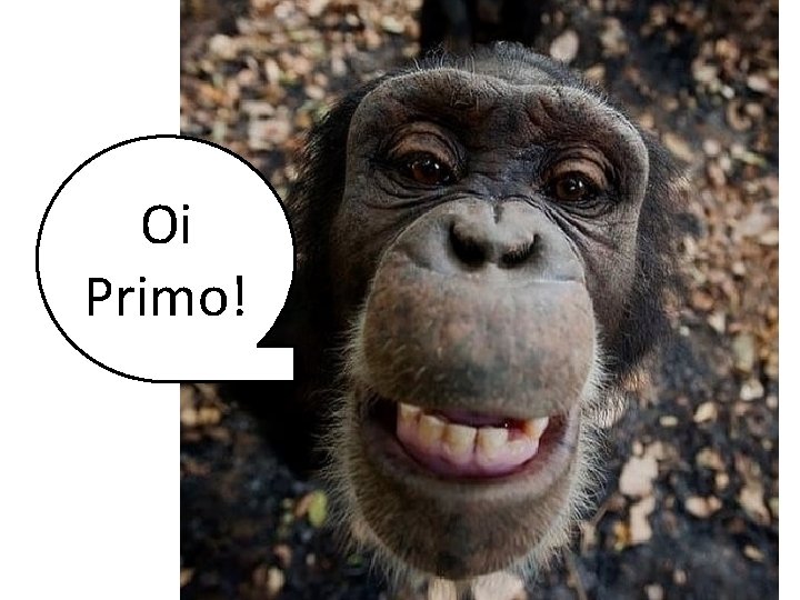 Evoluo Professora Luciana Ramalho 2018 Linha evolutiva das