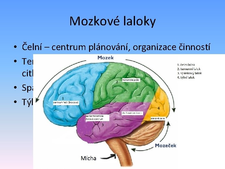 Nzev ablony Inovace v prodopisu 52P 2320 3