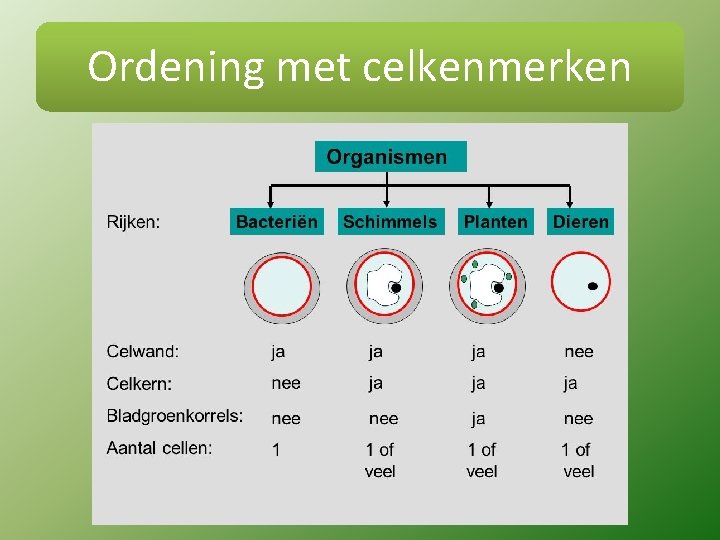 Thema 6 De cel Bouw functie onderdelen transport