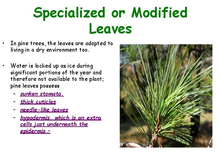 Leaves Form and structure Chapter 6 The Plant