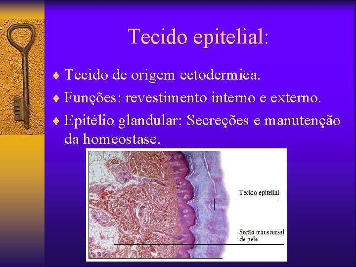 Histologia animal Tecido epitelial Disciplina Biologia Professor Thiago